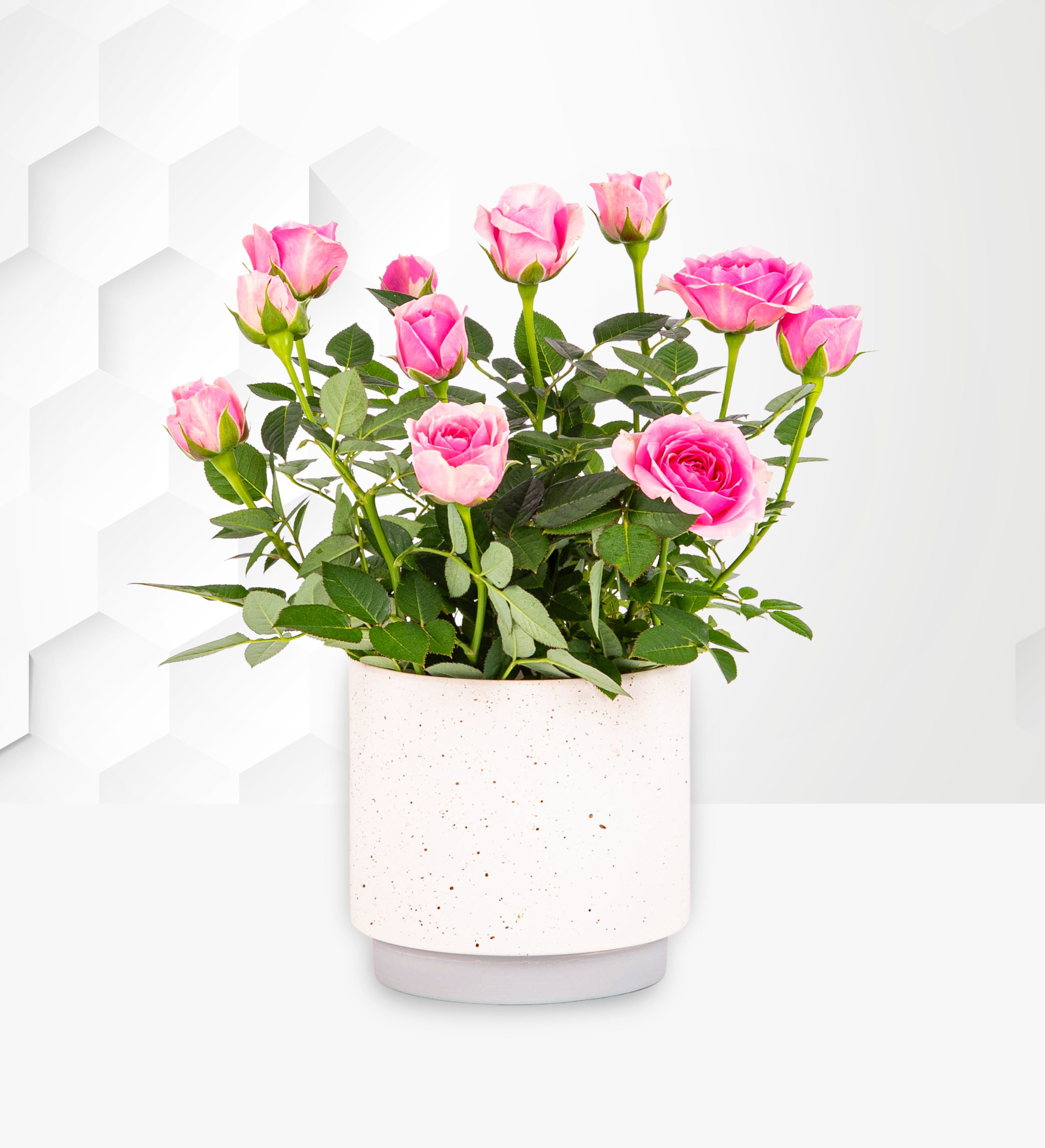 Dad's Classic Rose Plant | Prestige Hampers