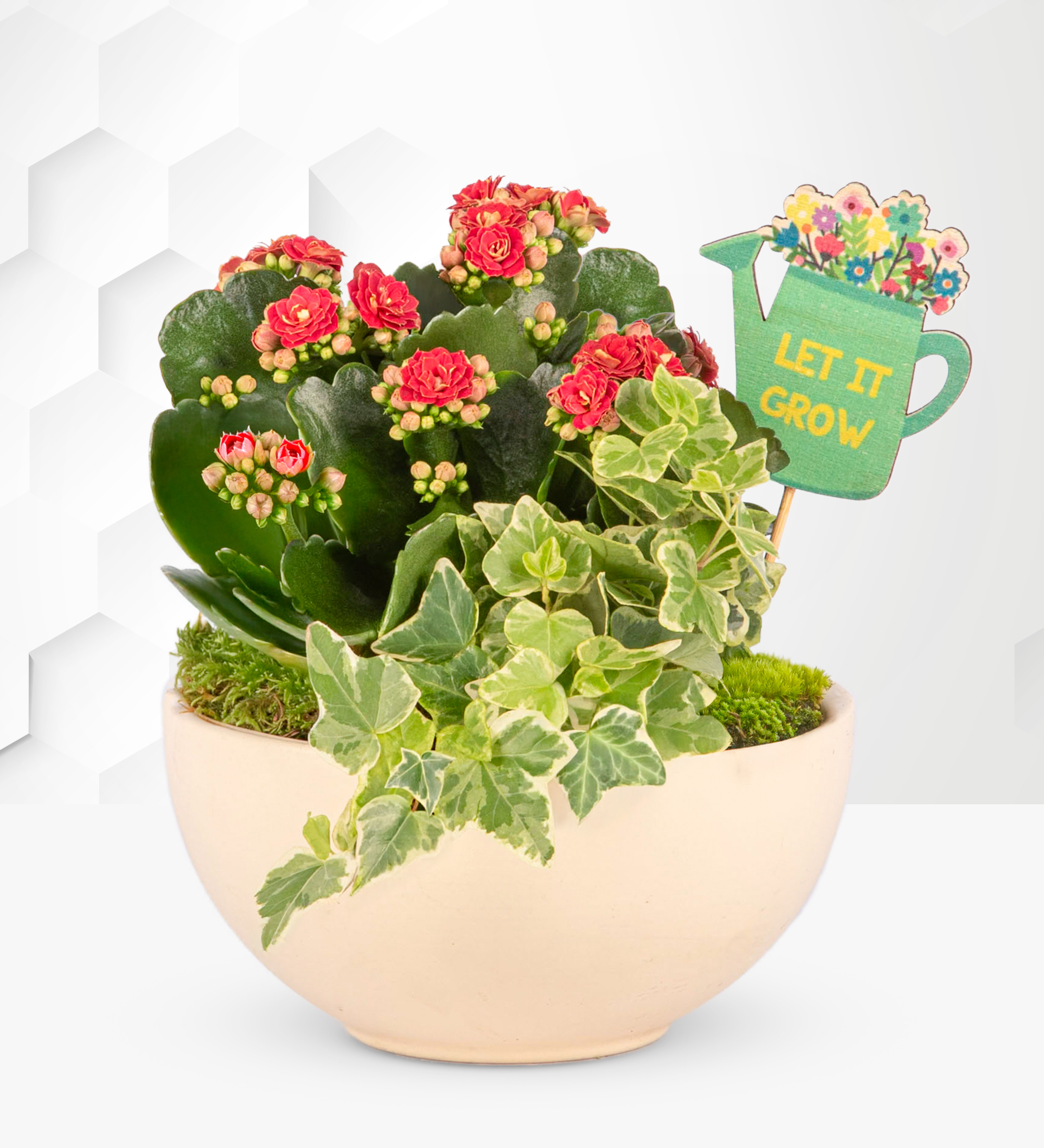 Kalanchoe & Ivy Plant | Prestige Hampers